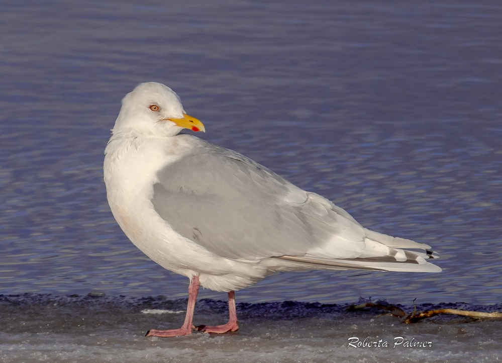 ICELAND GULL
