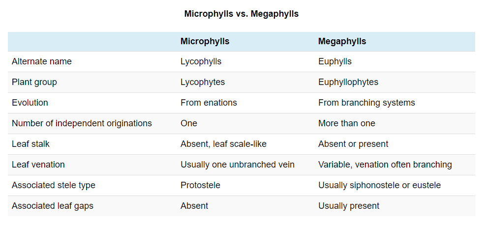 BIOLOGIA PARA A VIDA : DIVISÃO LICÓFITA E MONILÓFITA