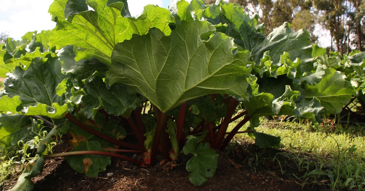 Rabarbaro, l'amaro tra storia e usi culinari.