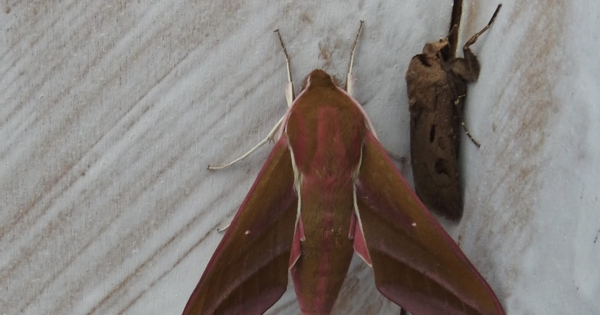 Morton Bagot Birder: A cold night of moths