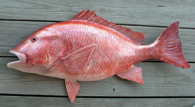 Red Snapper Fish Benefits - Red Snapper Fish, Red Snapper Fish ...