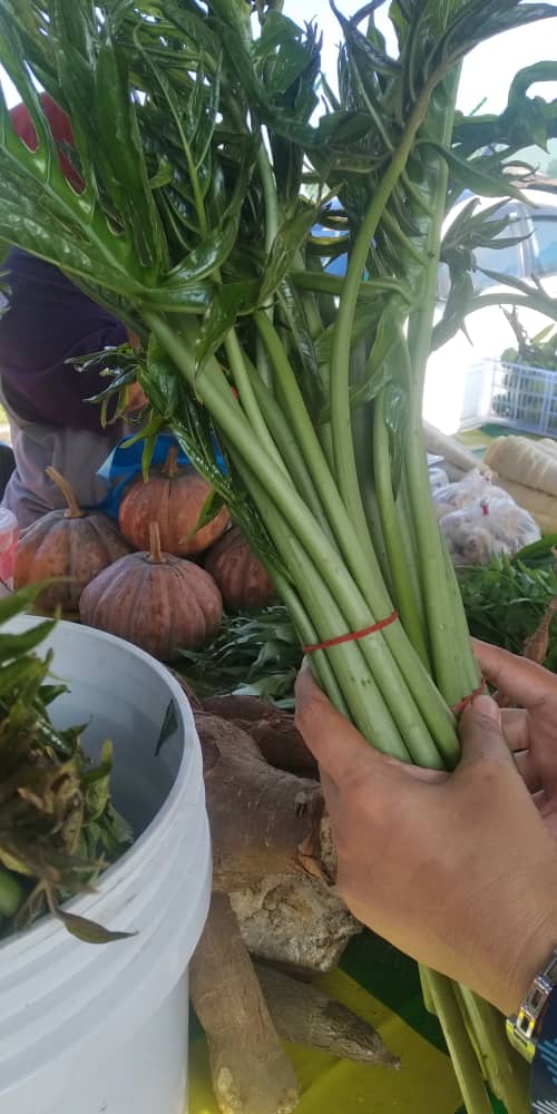 namakucella: KERABU PUCUK GELI-GELI