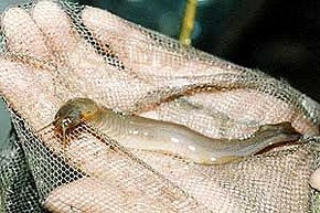 Candiru / Canero - The Vampire Fish (Ikan paling ditakuti melebihi ...