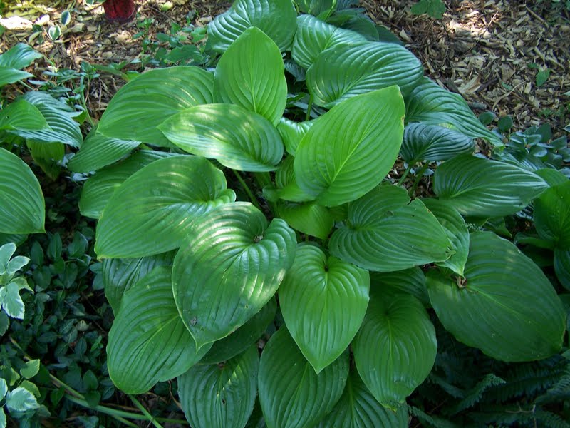 Ghetto Gardens: Hosta identification