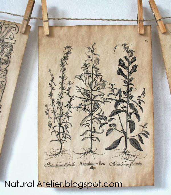 Natural Atelier: Vintage botanical print - Antirrhinum flore albo. Besler.