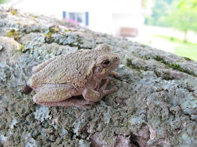 Julie Zickefoose on Blogspot: The Tadpole Project: Tree Frog Eggs