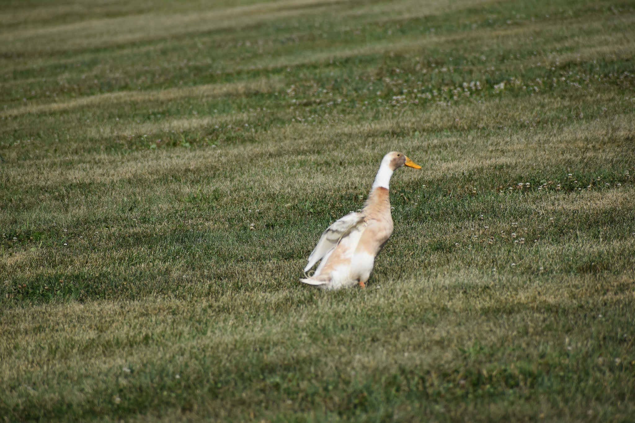 It's Hard to Out-Fox a Duck!