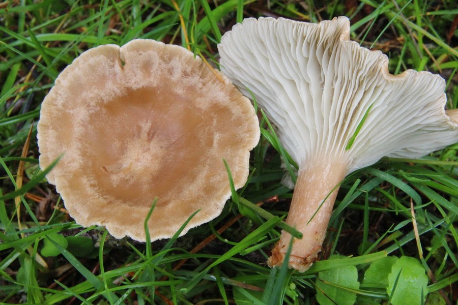 Guía de Setas y Hongos de Navarra.: Grupos Hongos