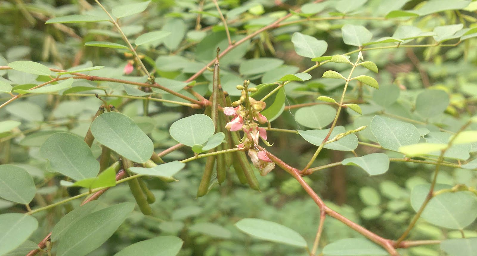 be creative, think nature and truth. My mobile blog: Neela Amari ...