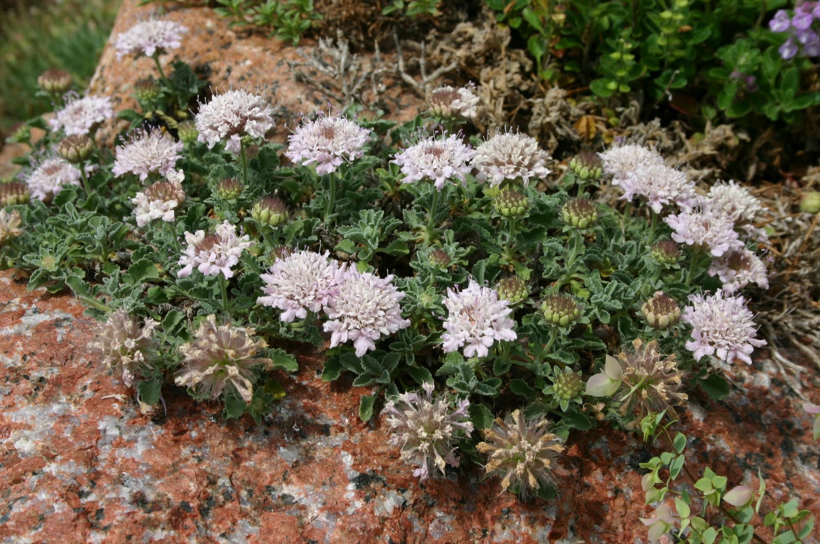 Pterocephalus - Alchetron, The Free Social Encyclopedia