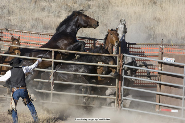 Save the Mustangs: Photos of BLM Roundups