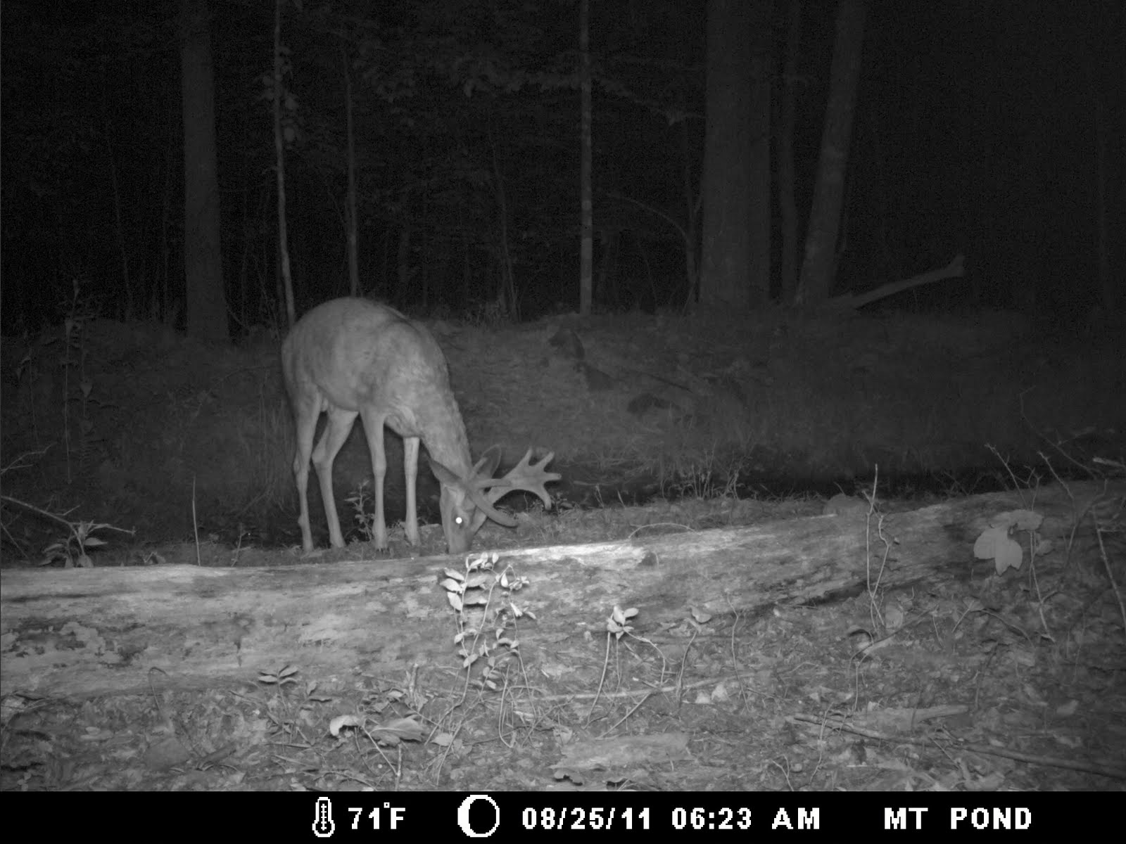 Massanutten Game Trails: Palmated Antler Buck