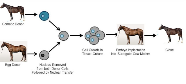 Biology project on cloning for class 12