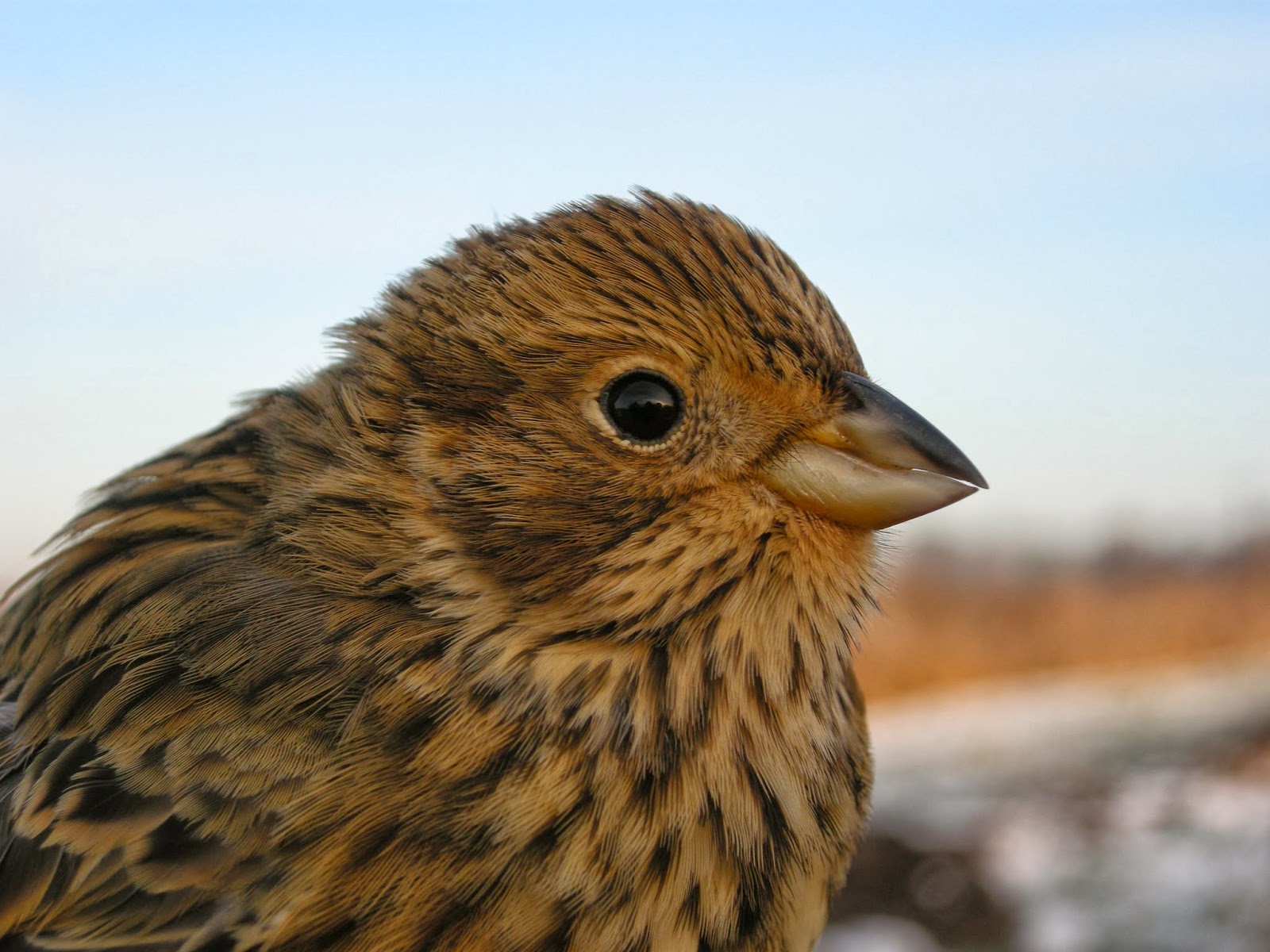 The Hairy Birder: Fat Bird of the Barley