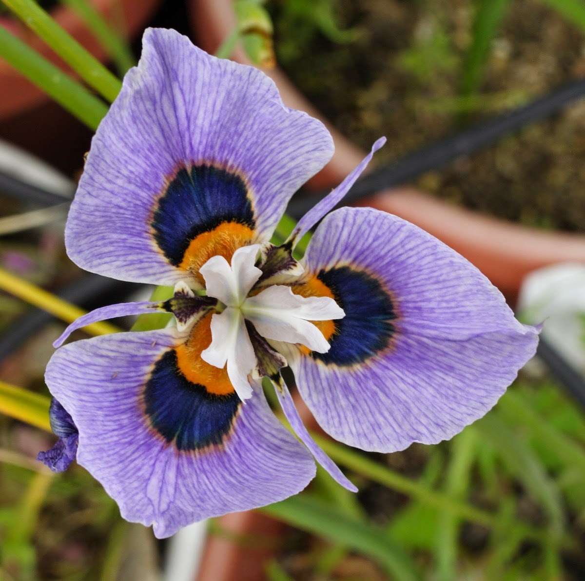 Growing Cool Plants: Moraea villosa Color Forms