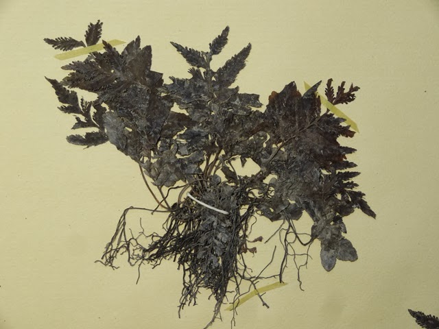 Jacques Huber and the Amazonian Botany: Plant collections