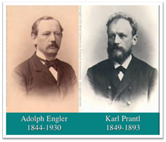 ENGLER AND PRANTL SYSTEM OF CLASSIFICATION