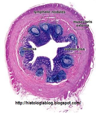 PLACAS HISTOLÓGICAS: Apéndice