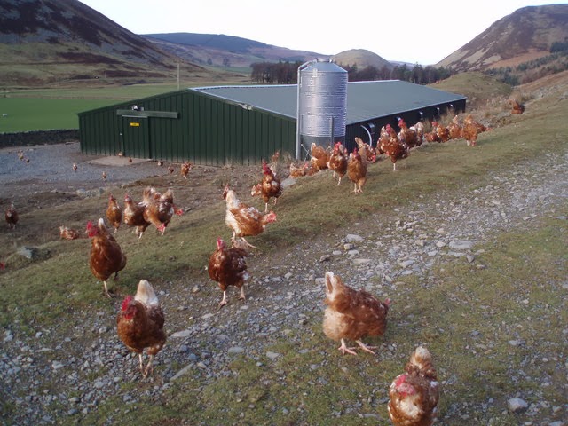 Persona Non Grata: Chickens Enjoy Free Range
