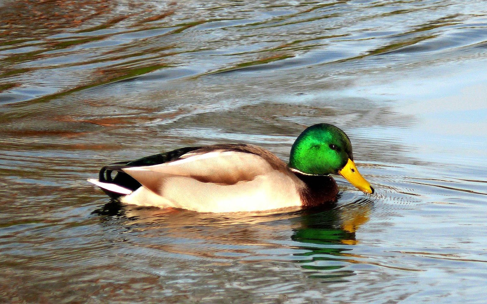 Swimming Duck Wallpaper