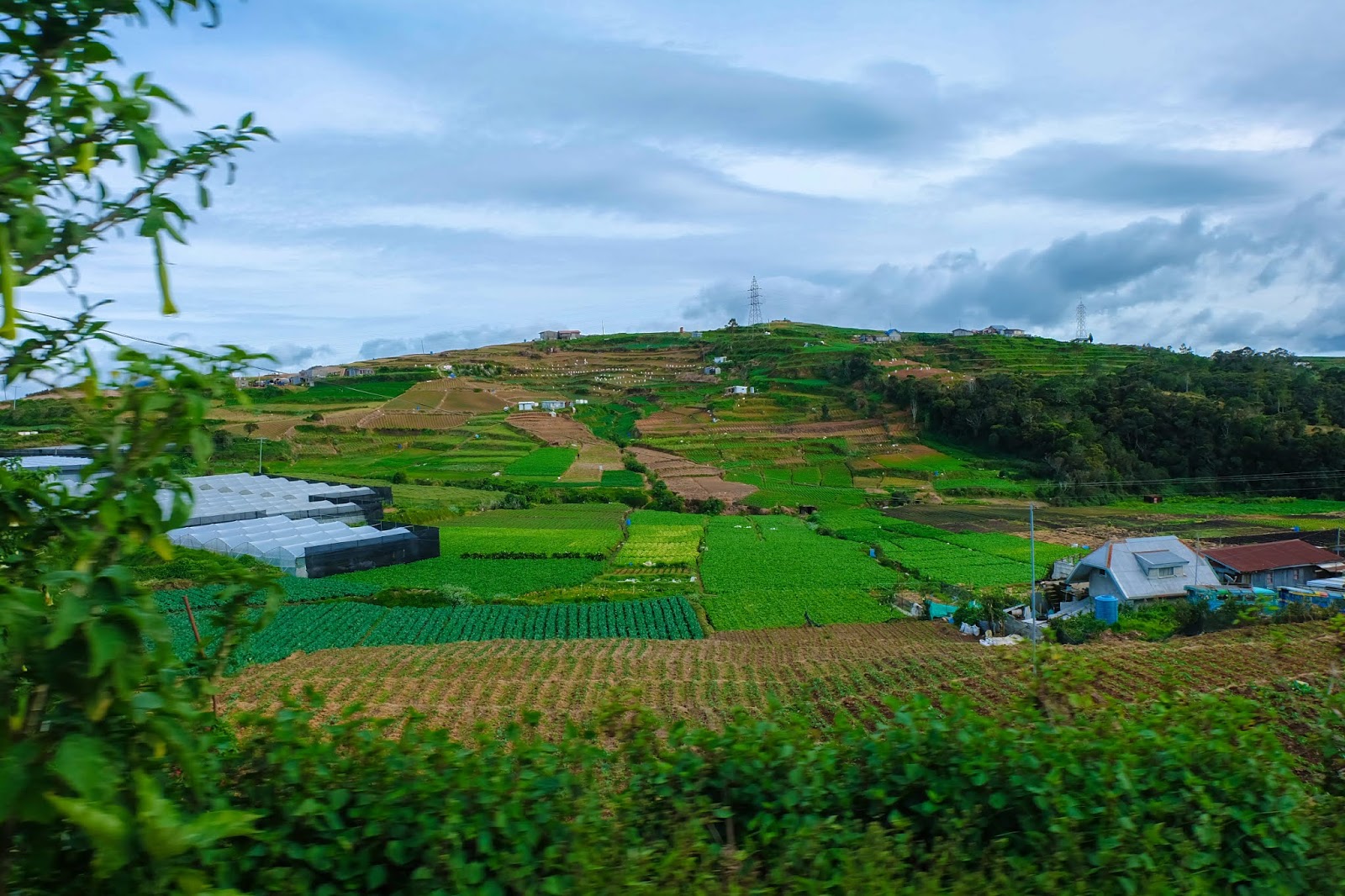 Northern Blossom Flower Farm | Atok, Benguet