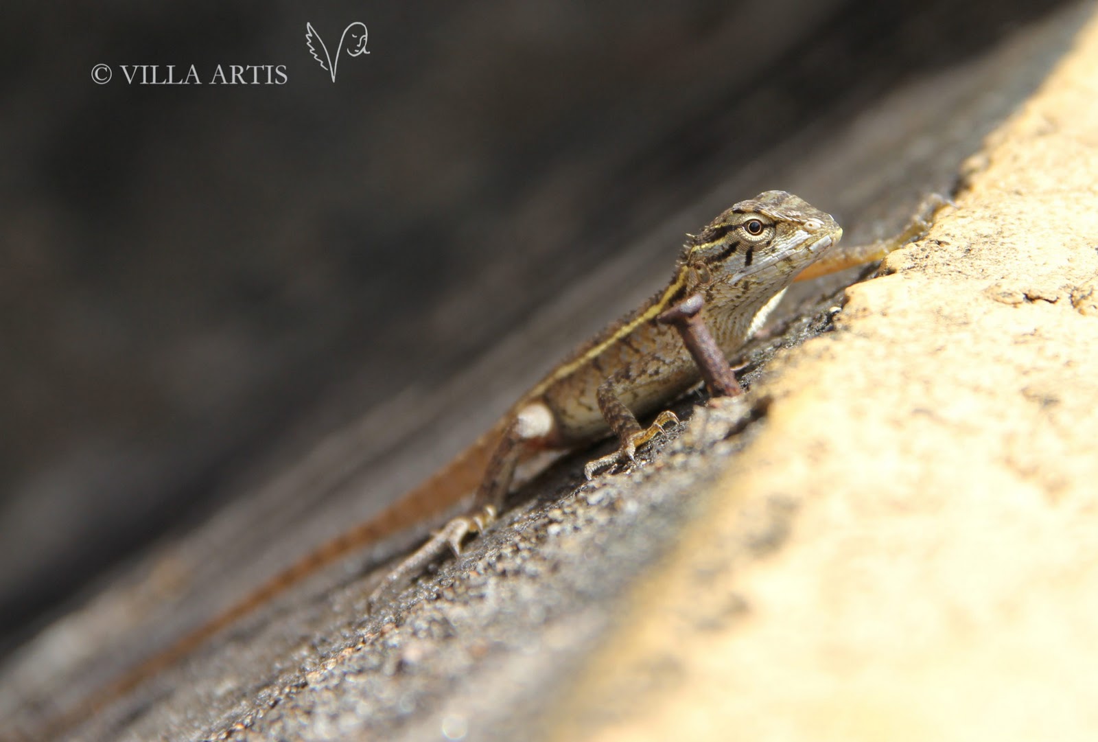 Sri Lanka: Katussa czyli agama