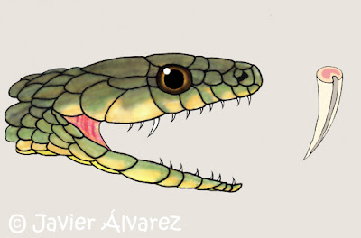 El Fayéu: Las serpientes y su veneno