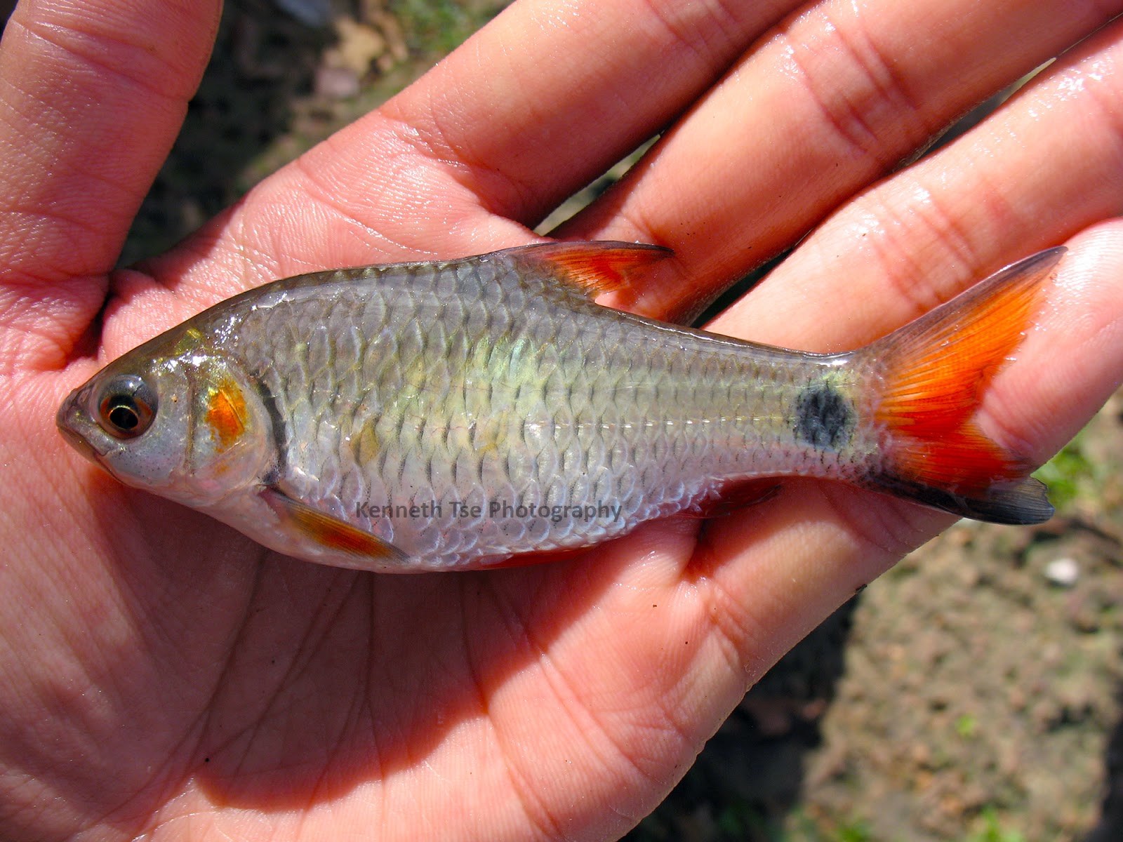 MuskieBait Adventures: Lifelist