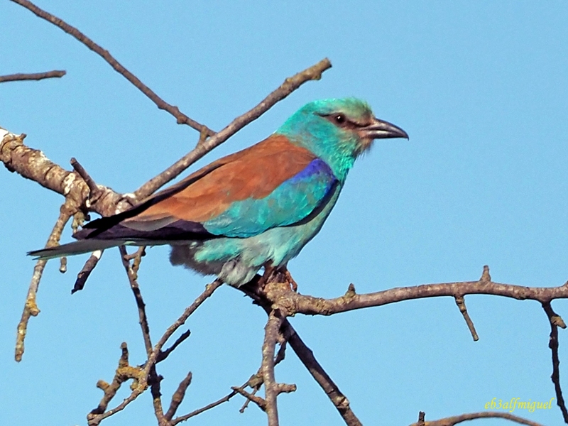 Miguel fotografia: Carraca europea (Coracias garrulus)