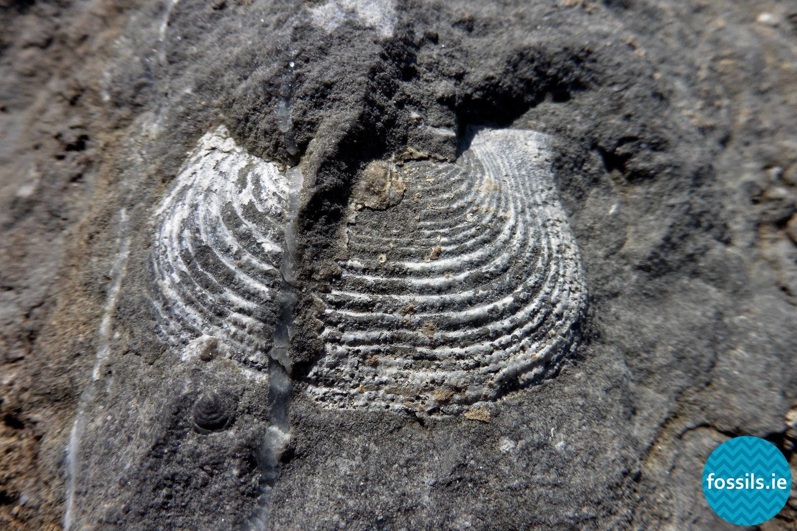 FOSSILS IRELAND: LOCATIONS