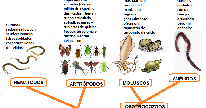 Animales Invertebrados Bilaterales y Triblásticos.: Árbol filogenetico ...