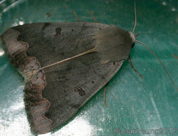 South African Photographs: King Monkey Moth