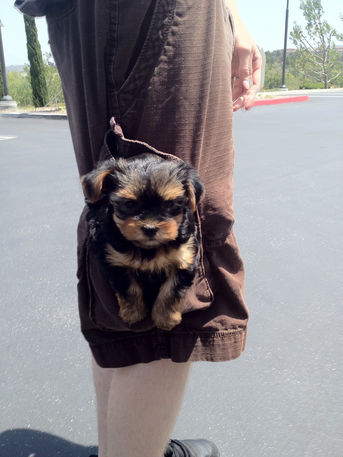 Courtney's AKC Yorkies: Teacup Yorkies