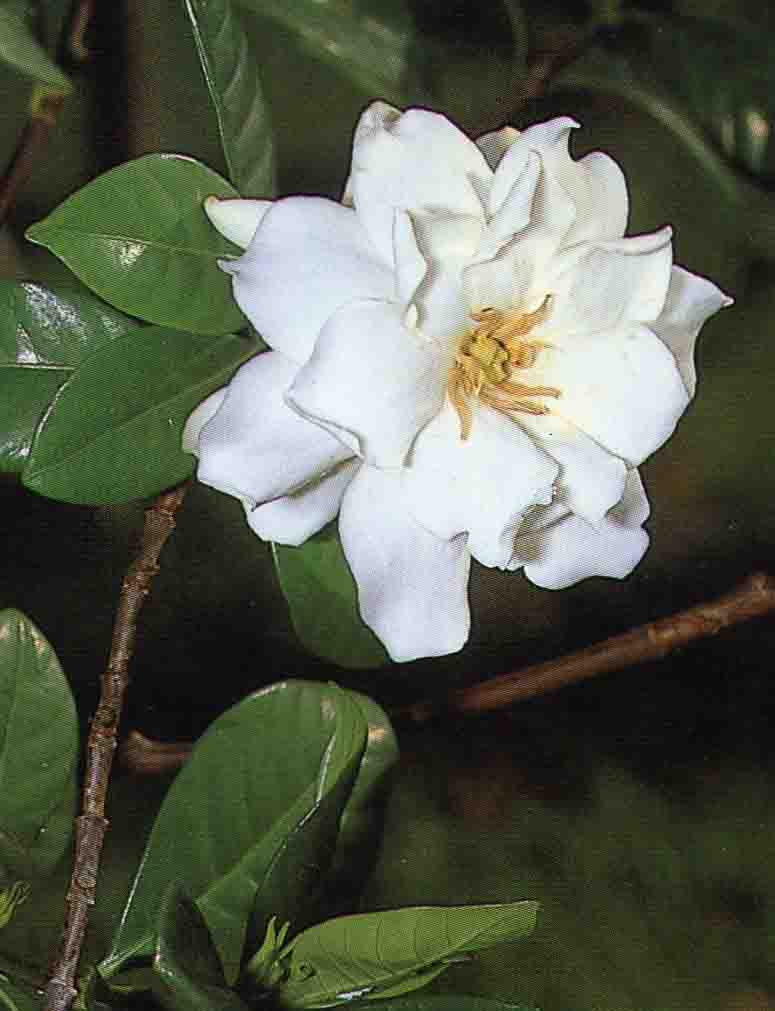 My Sewing: Plants and Flowers of Malaysia - I