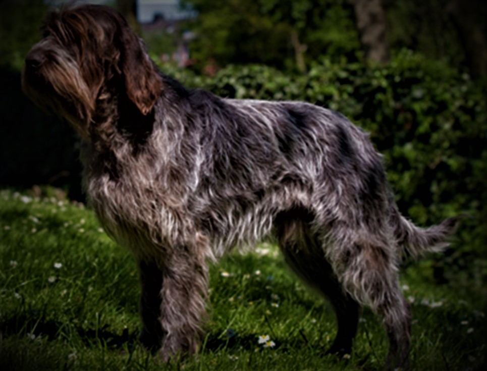 Wirehaired Pointing Griffon dog breed, Griffon korthals dog breed ...