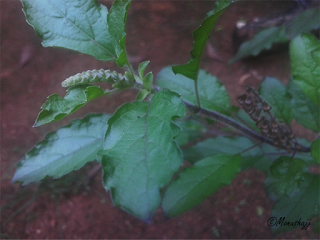 Entecyclopedia of Botanik: October 2019