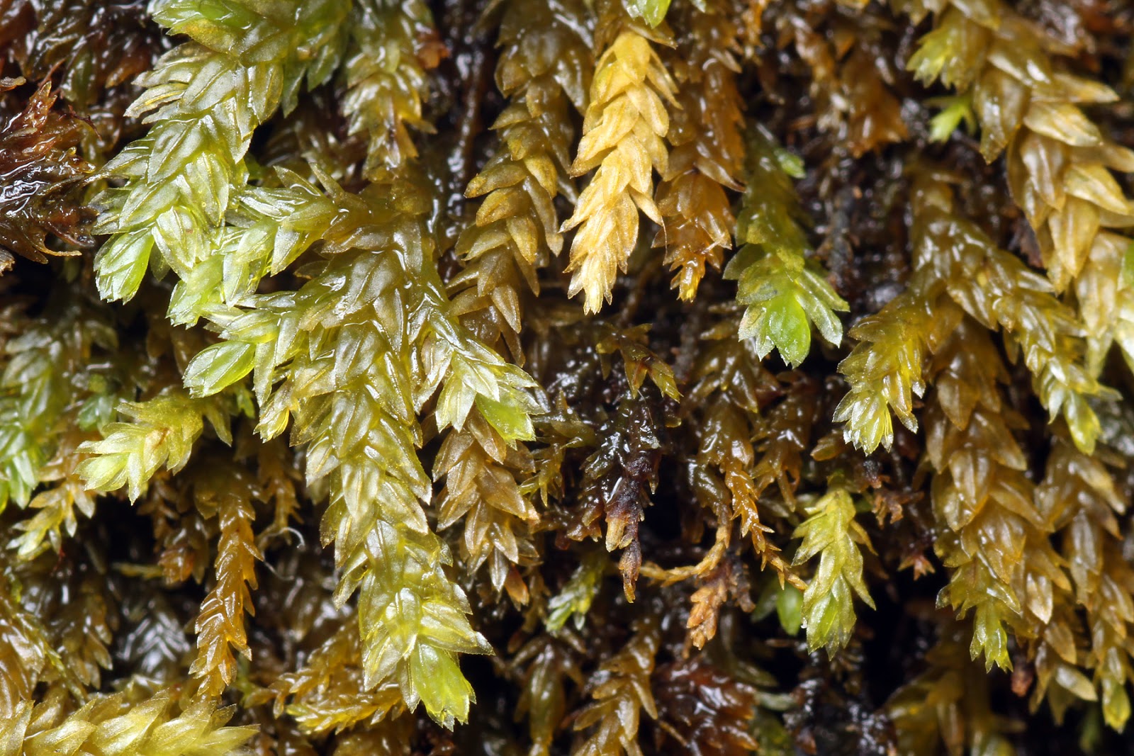 South Wales Bryophytes: Interesting Thamnobryum on Ramsey Island