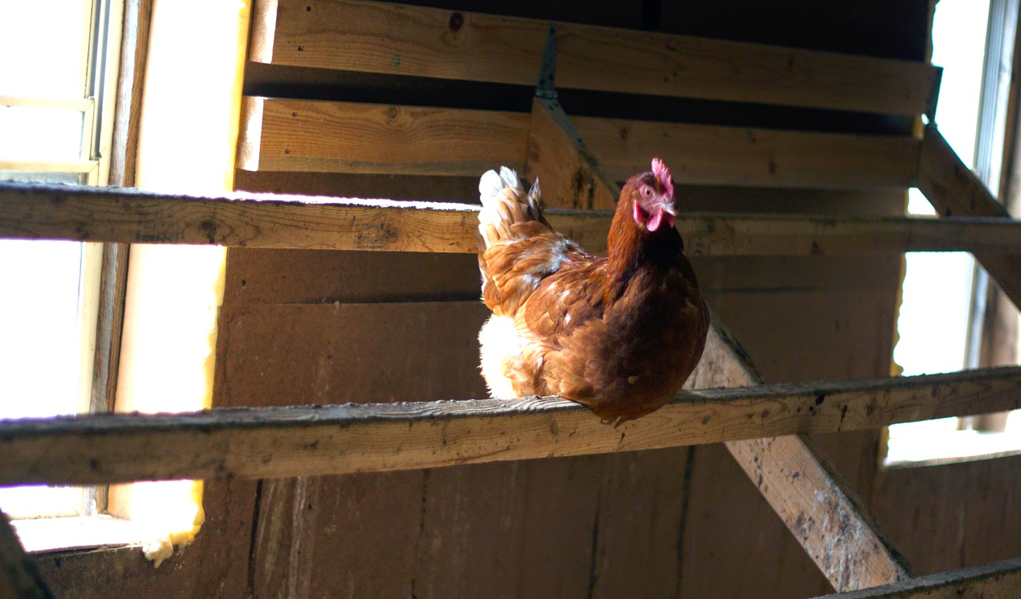 Friends of Skaneateles Farmers Market