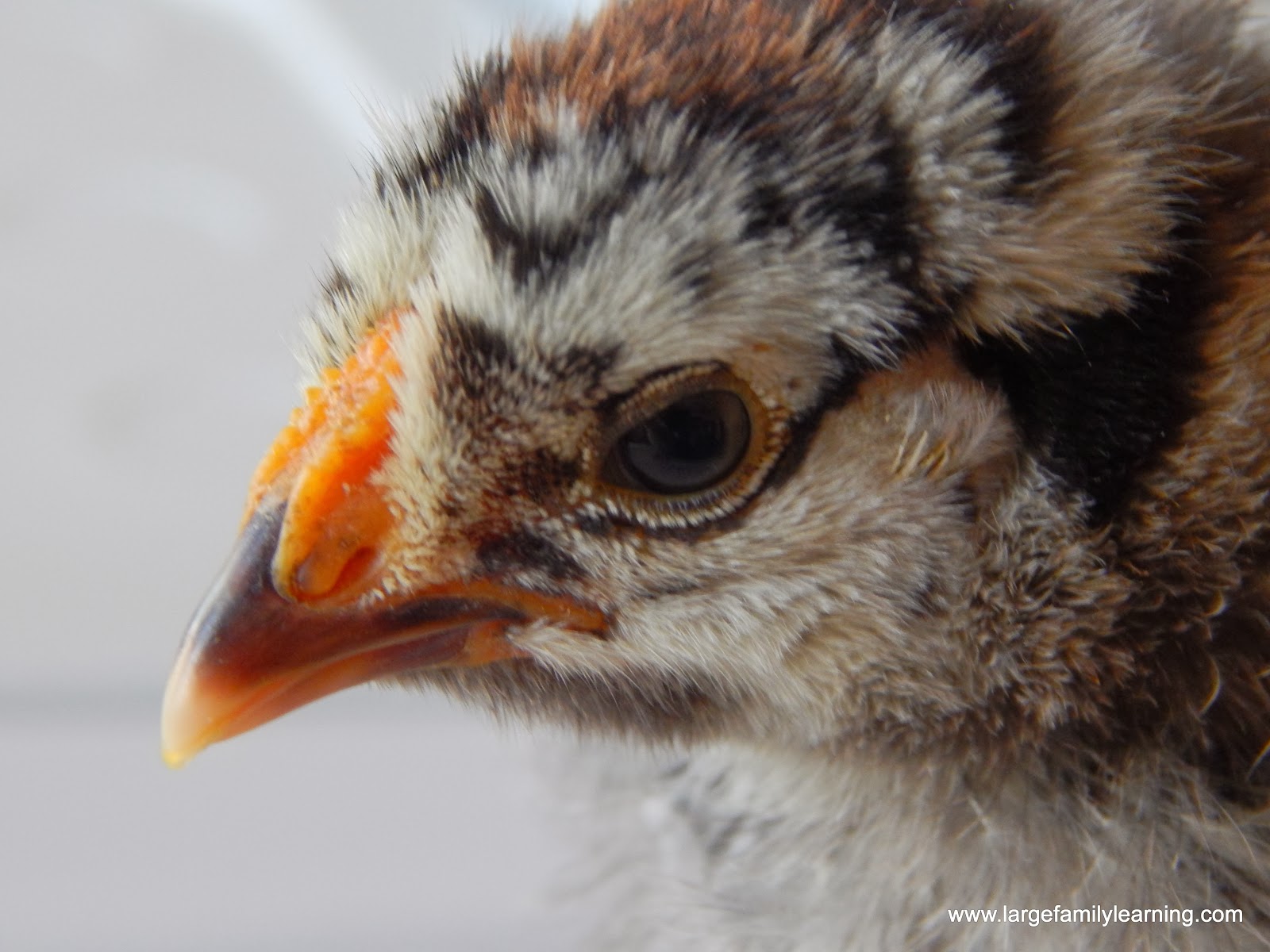 Large Family Learning : Raising Baby Chicks: 2 Weeks Old (Part 1)