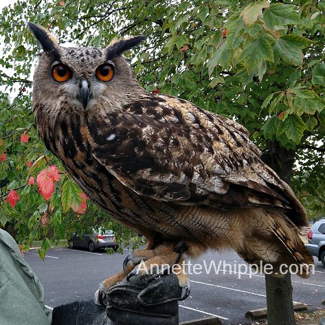 A Book Announcement: Whooo Knew? The Truth about Owls - Annette Whipple ...