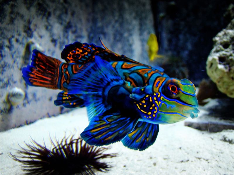 Beautiful World : Mandarin Fish (19 Pics)