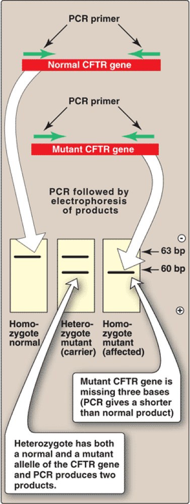 Biochemistry Class notes: DNA Fingerprinting
