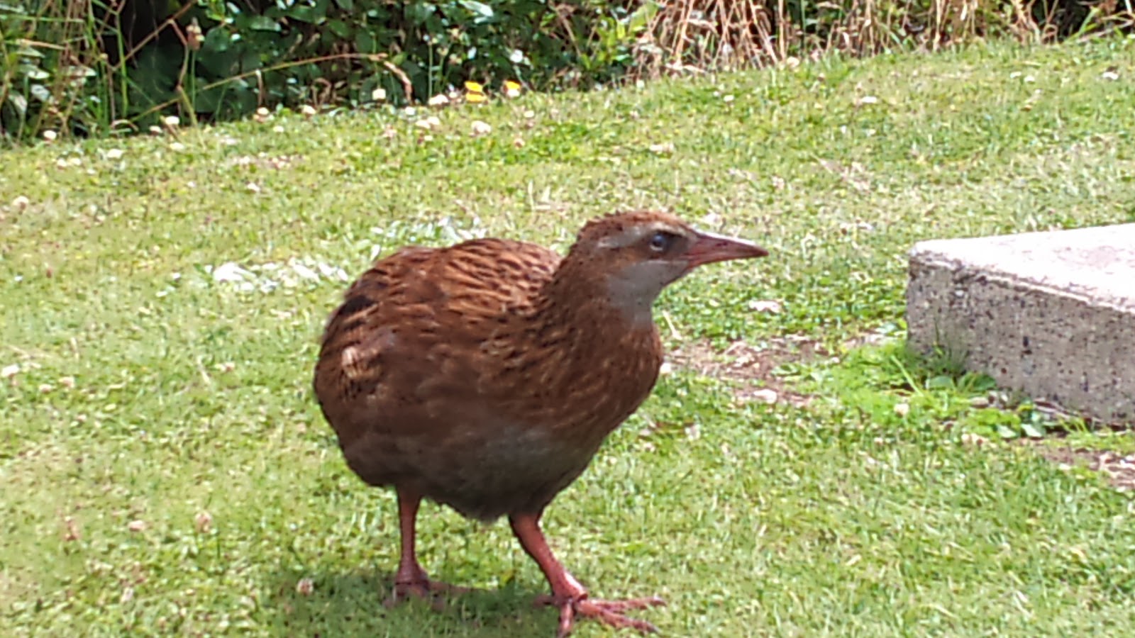 和我去旅行: Kiwi Bird