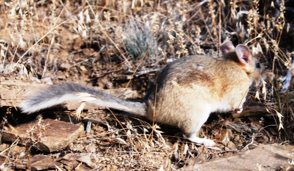 MAIMO AND ZOOLOGY: THE BUSHY-TAILED WOODRAT