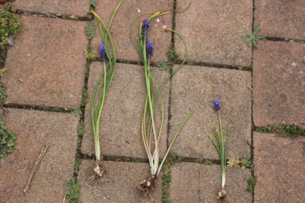 Mudflower: How to Grow Muscari Grape Hyacinth from Seeds
