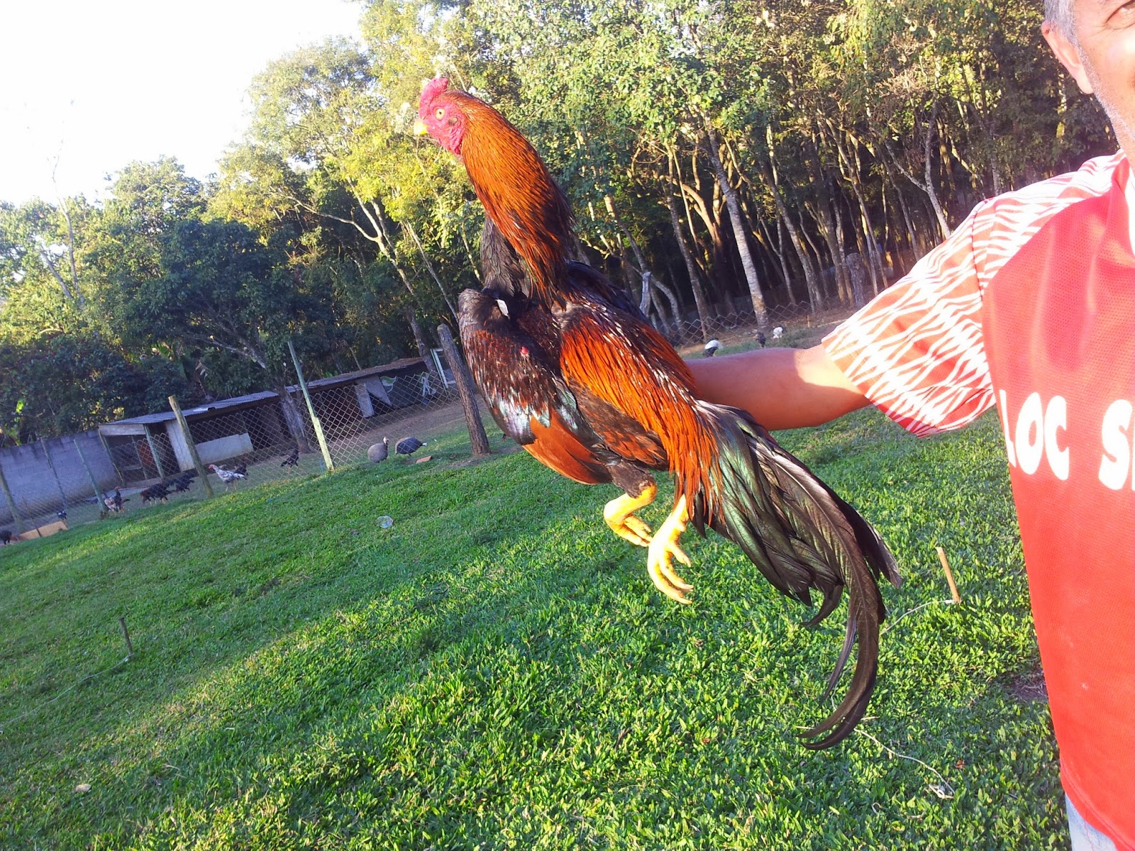 CRIAÇÃO - EXPOSIÇÃO - GALO COMBATENTE