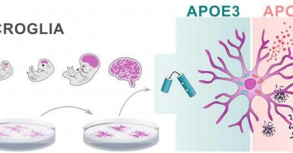 Our Parkinson's Place: Alzheimer’s disease risk gene APOE4 impairs ...