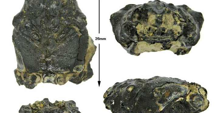 Variety of Life: Homoloidea