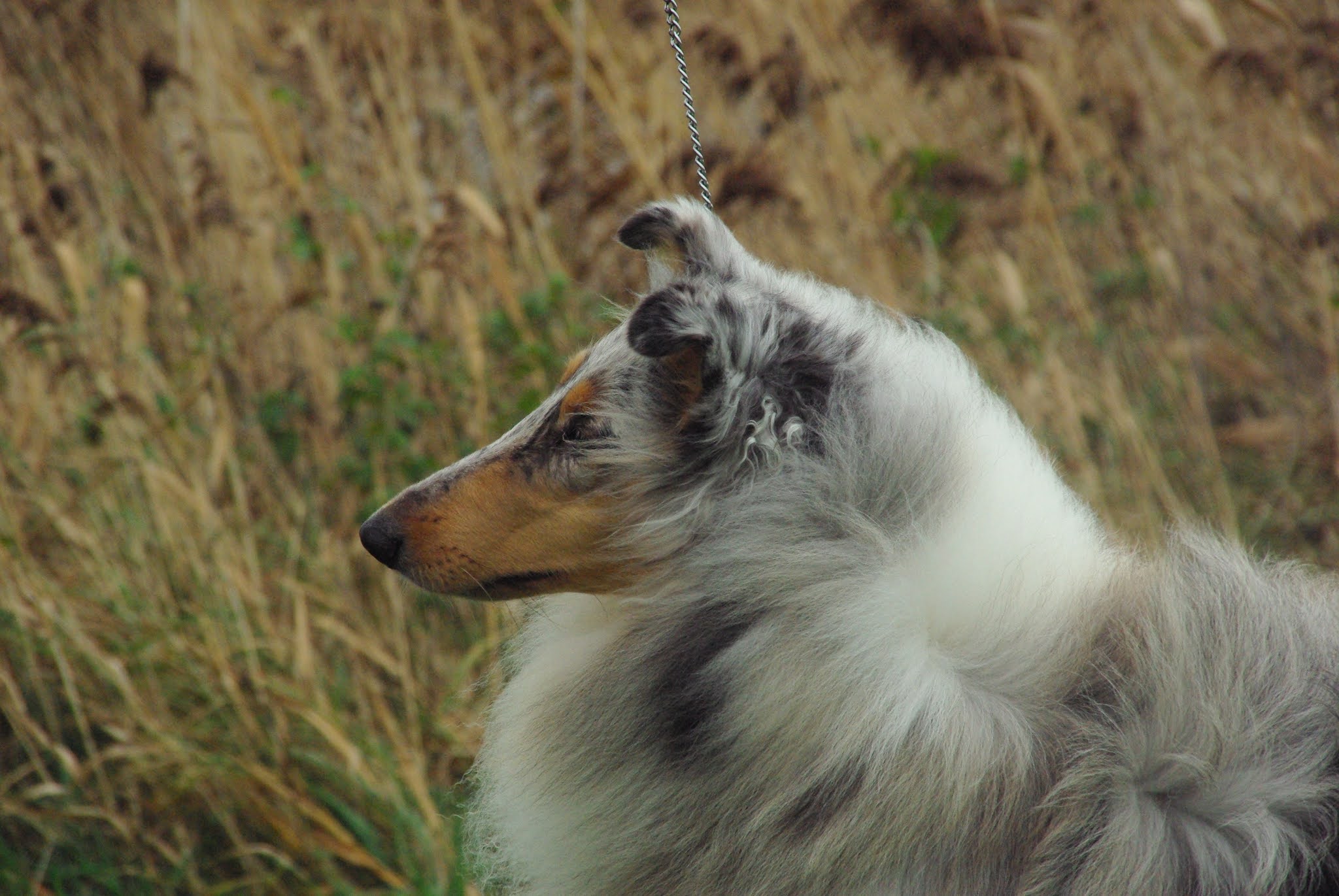Glamourace Collies: Our collies