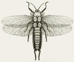 InSeCtOs: EL ORIGEN DE LOS INSECTOS